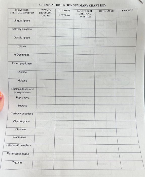 Solved CHEMICAL DIGESTION SUMMARY CHART KEY | Chegg.com