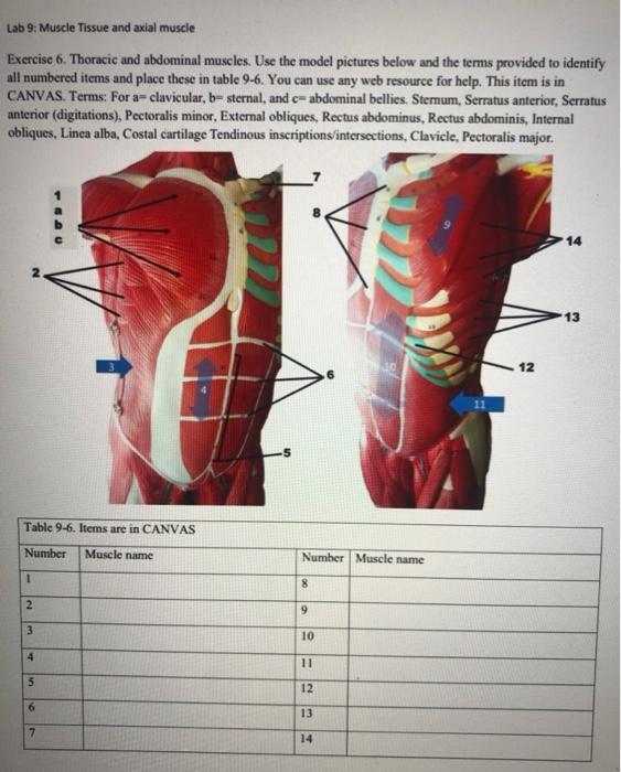 Solved Lab 9: Muscle Tissue and axial muscle Exercise 6. | Chegg.com