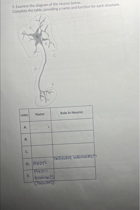 Solved 5. Examine the diagram of the neuron below. Complete | Chegg.com