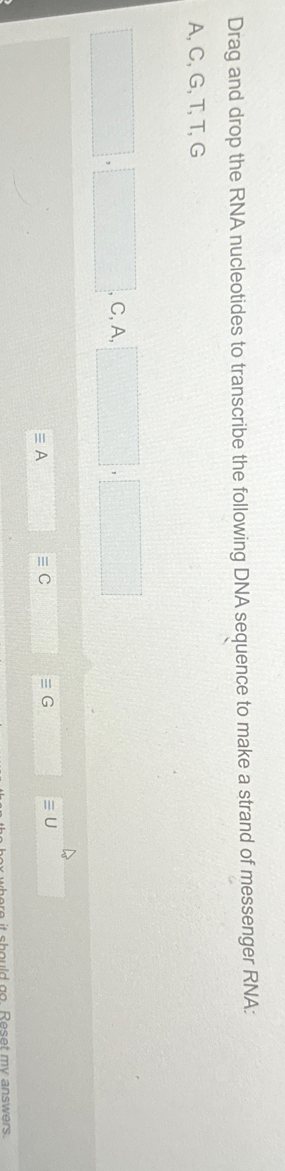 Solved Drag and drop the RNA nucleotides to transcribe the | Chegg.com