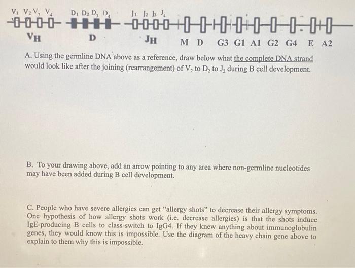 Solved A. Using the germline DNA above as a reference, draw | Chegg.com