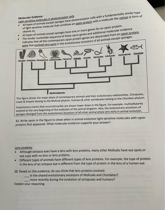 Solved Evolution of the Human Eye Human eves are complex | Chegg.com