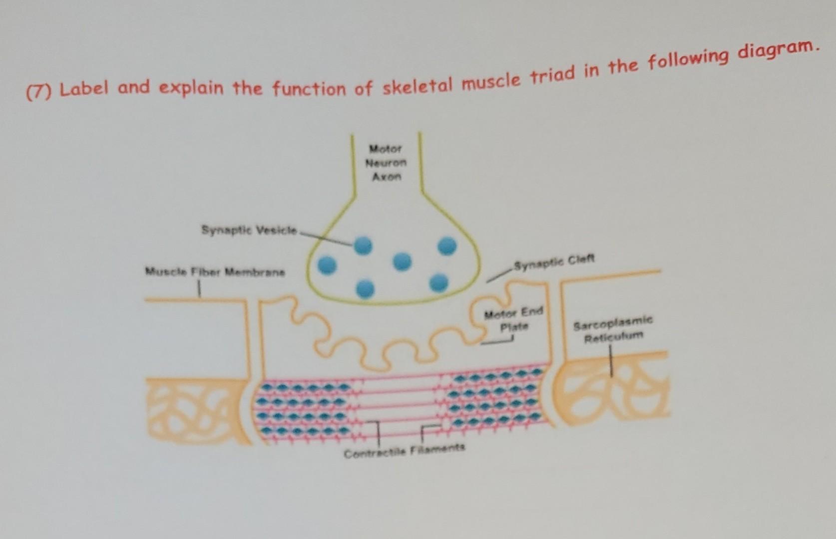 Solved (7) Label and explain the function of skeletal muscle | Chegg.com