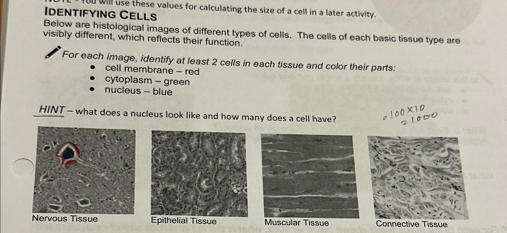 Solved use these values for calculating the size of a cell | Chegg.com