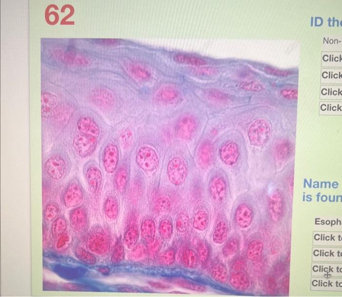 Solved name the tissue ID name 1 location where tissue is | Chegg.com