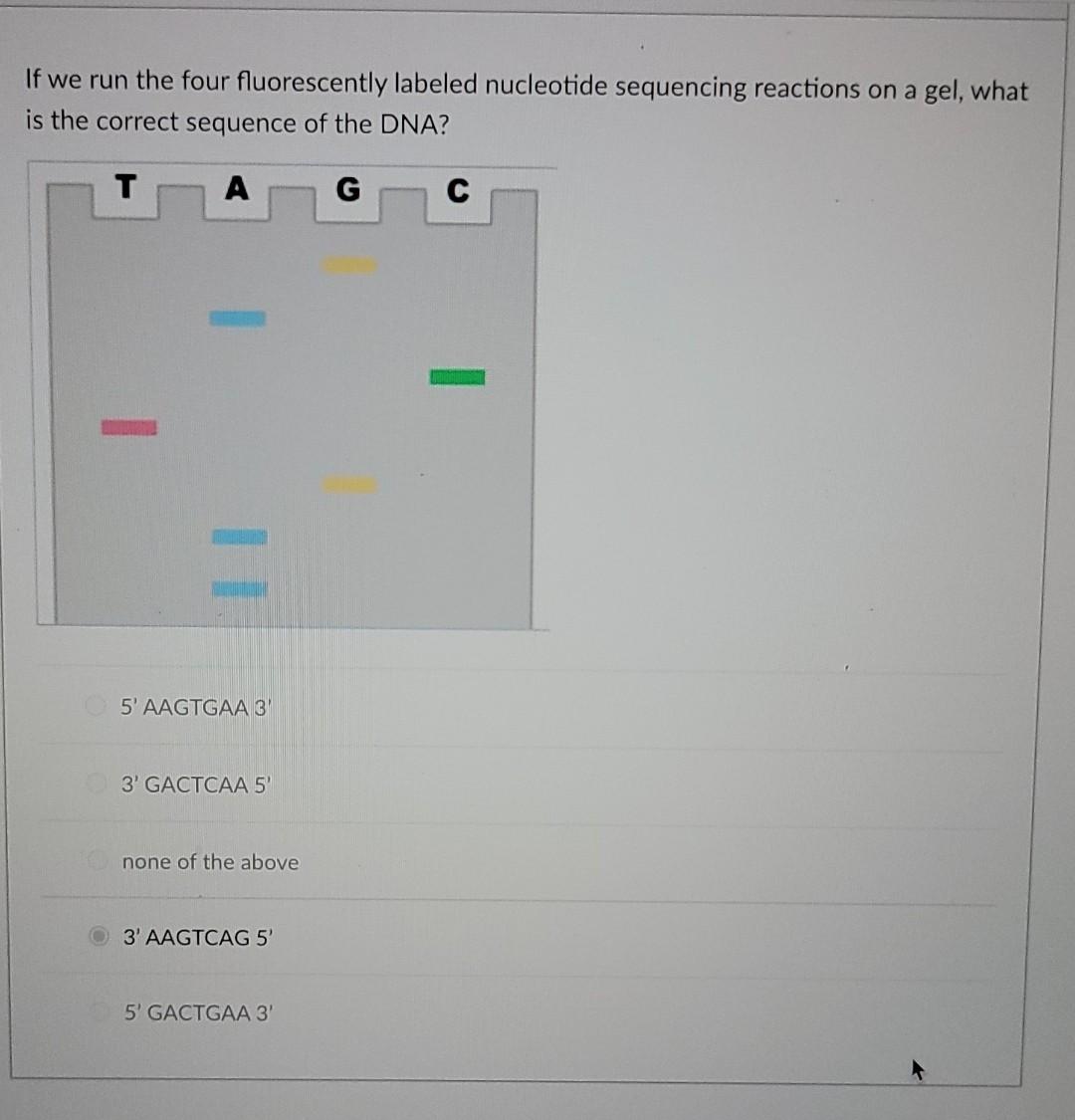 Solved If we run the four fluorescently labeled nucleotide | Chegg.com