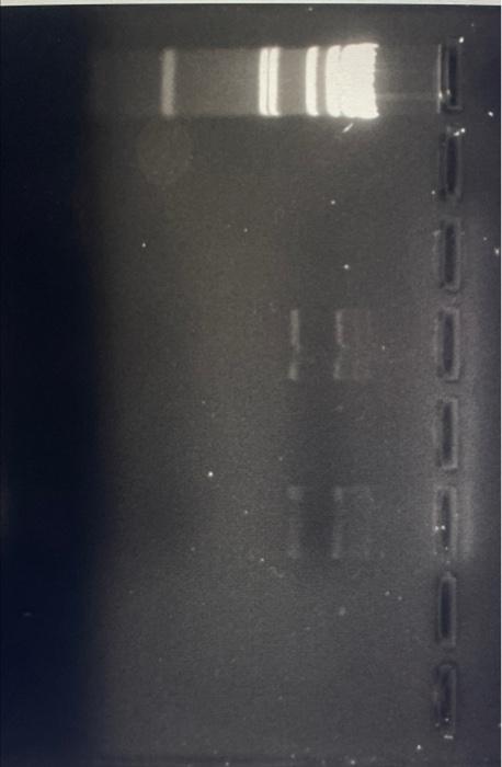 Solved Isolation and Restriction of Plasmid DNA (pGEX-2T)The | Chegg.com