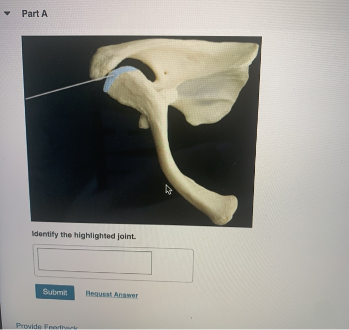 Solved Part A Identify the highlighted joint. Submit Request | Chegg.com