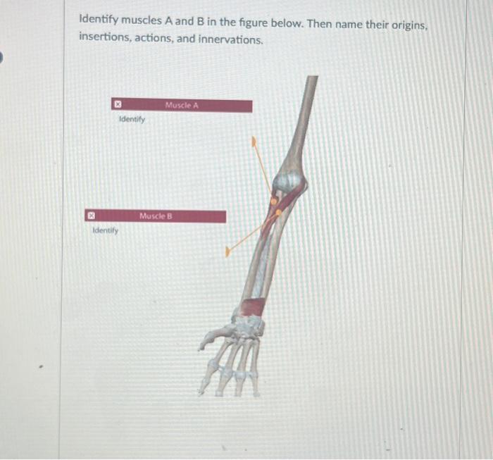 Solved Identify muscles A and B in the figure below. Then | Chegg.com