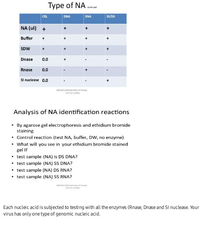 Type of NA continued CRL DNA RNA SS/DS NA (ul) + | Chegg.com