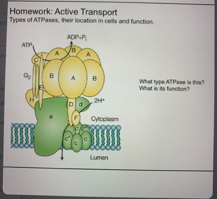 Solved Homework: Active Transport Types of ATPases, their | Chegg.com