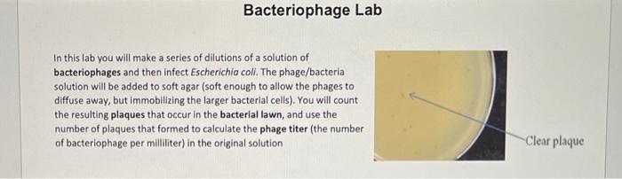 Solved Bacteriophage Lab In this lab you will make a series | Chegg.com