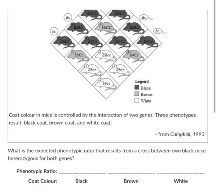 Solved Coat colour in mice is controlled by the interaction | Chegg.com