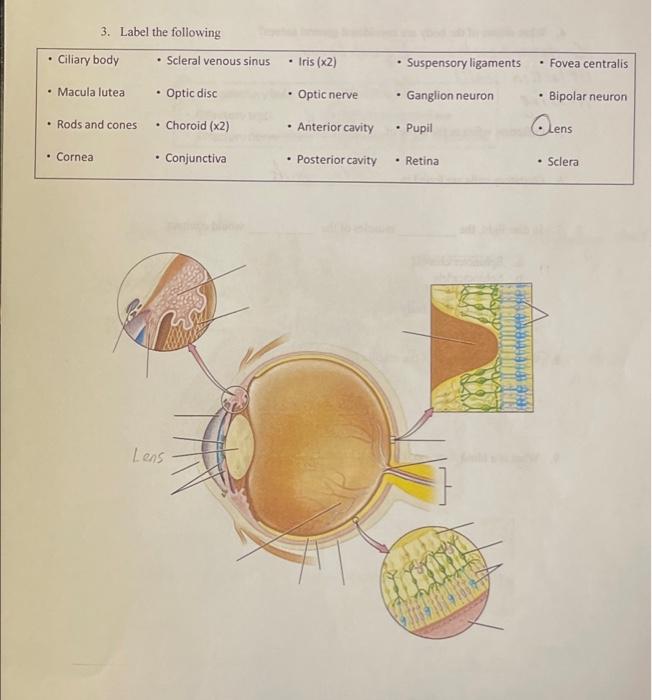 Solved 3. Label the following Ciliary body • Scleral venous | Chegg.com