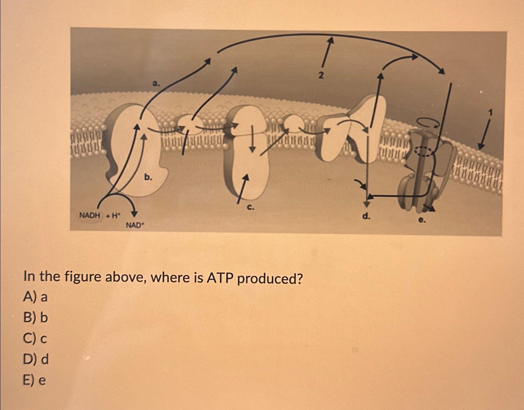 Solved In the figure above, where is ATP produced?A) | Chegg.com
