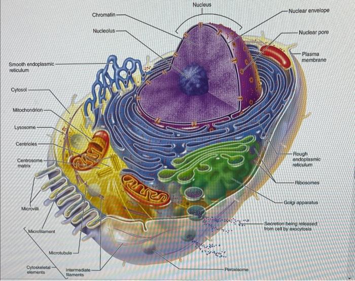 Solved Briefly identify and describe all cellular organelles | Chegg.com
