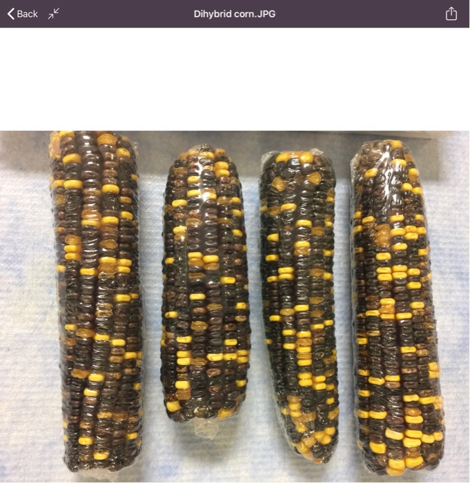 Solved 7. Examine the posters of Monohybrid corn and | Chegg.com