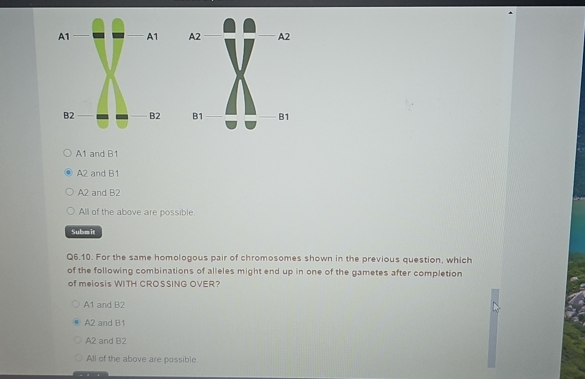 Solved A1 ﻿and B1A 2 ﻿and B 1A2 ﻿and B2All of the above are | Chegg.com