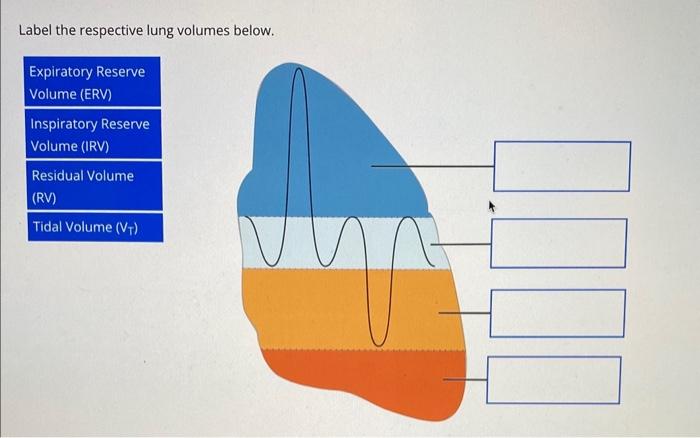 Solved Label the respective lung volumes below. | Chegg.com