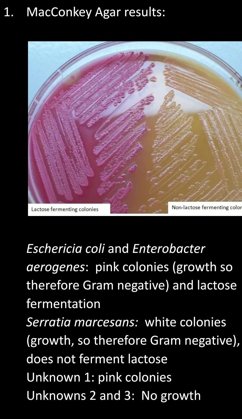 Solved 1. MacConkey Agar results: Lactose fermenting | Chegg.com