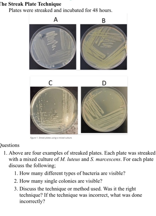 Solved Plates were streaked and incubated for 48 hours. A B. | Chegg.com