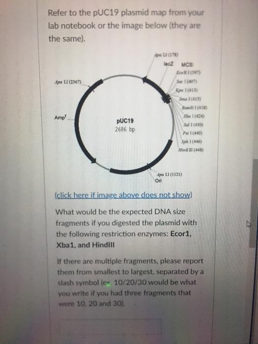 Solved Refer to the pUC19 plasmid map from your lab notebook | Chegg.com