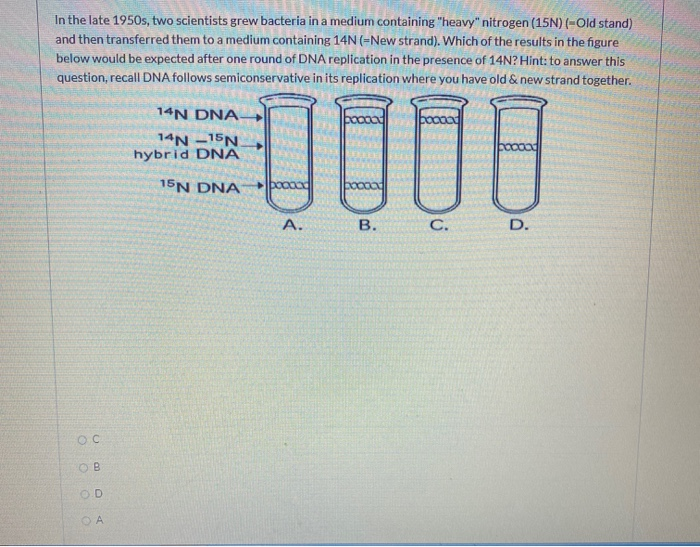 Solved Question 31 2 What is the role of single strand | Chegg.com