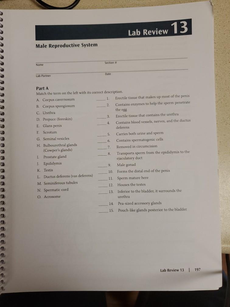 Solved Lab Review 13 Male Reproductive System Name Section # | Chegg.com