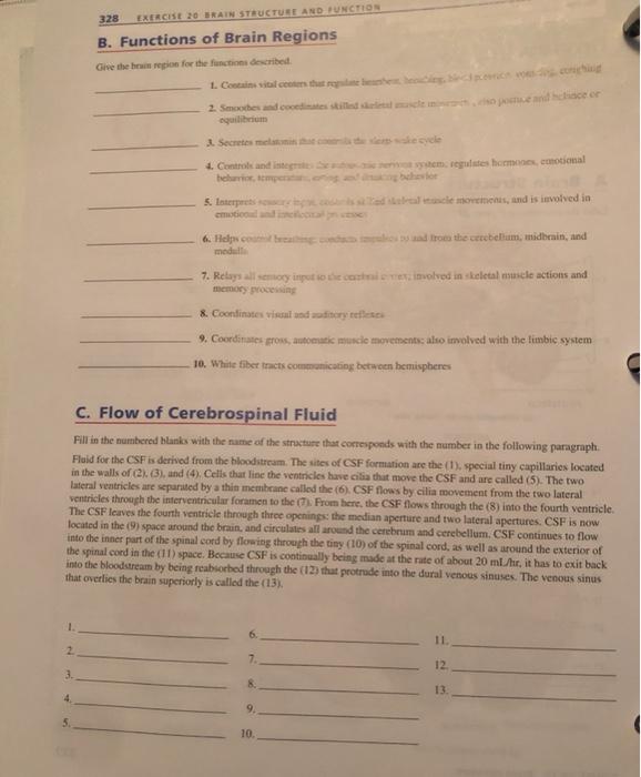 328 EXERCISE 20 BRAIN STRUCTURE AND FUNCTION B. | Chegg.com