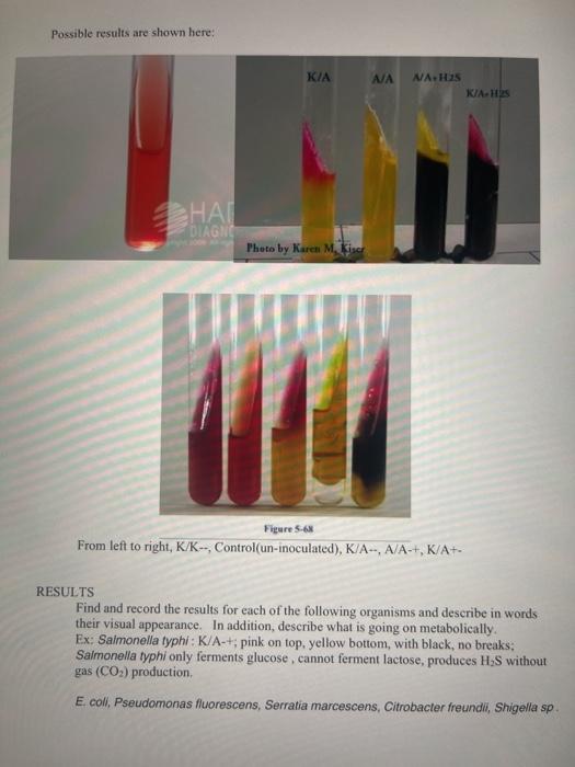 Solved Lab #20 :KIA (Kligler's Iron Agar) and SIM (Sulfide - | Chegg.com
