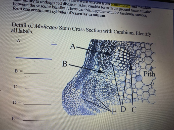 Solved Details of Medicago Stem Cross Section with Cambium. | Chegg.com