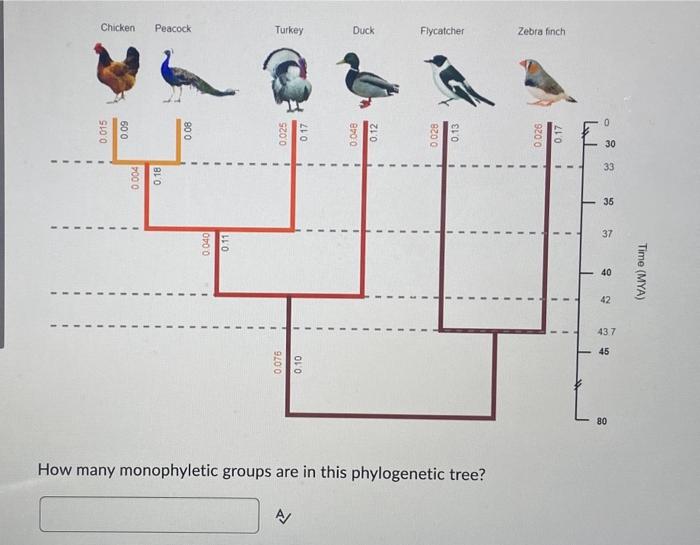 Solved How many monophyletic groups are in this phylogenetic | Chegg.com