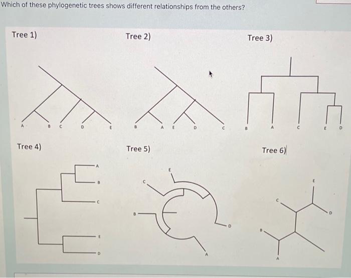 Solved Which of these phylogenetic trees shows different | Chegg.com