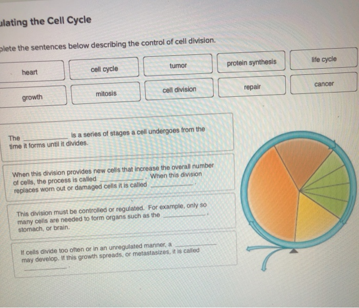 Solved lating the Cell Cycle plete the sentences below | Chegg.com