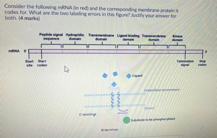 Solved Consider the following mRNA (in red) and the | Chegg.com