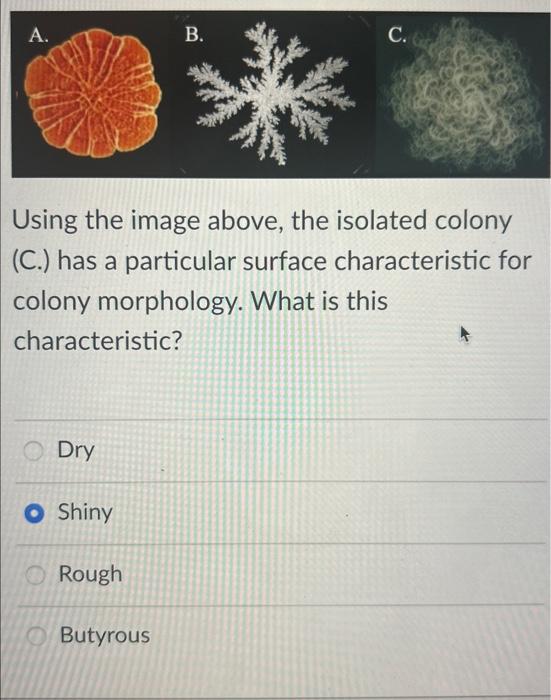 Solved Using the image above, the isolated colony (C.) has a | Chegg.com