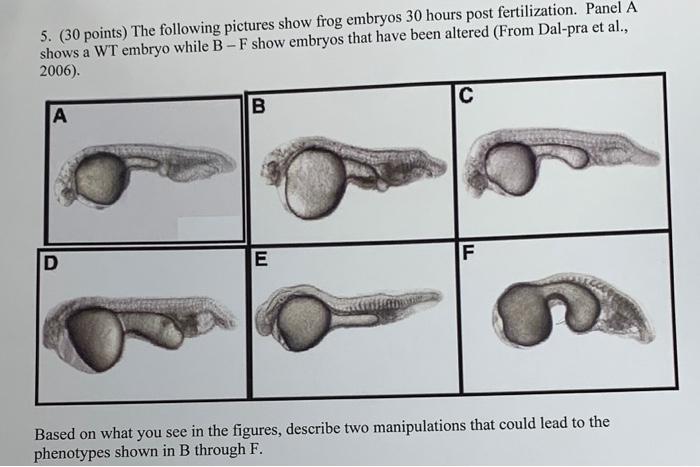 5. ( 30 points) The following pictures show frog | Chegg.com