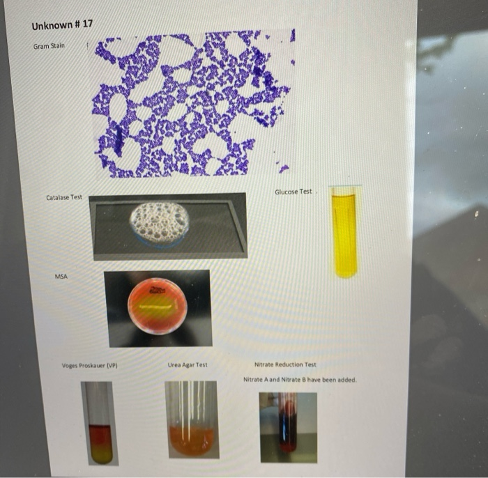 Solved Report 5-Biochemical Unknown (50 points) Name: | Chegg.com