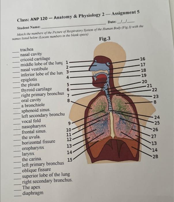 Solved Match the numbers of the picture of respiratory | Chegg.com