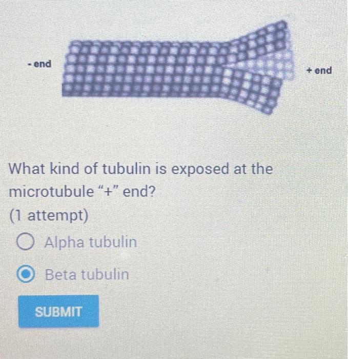 Solved What kind of tubulin is exposed at the microtubule " | Chegg.com