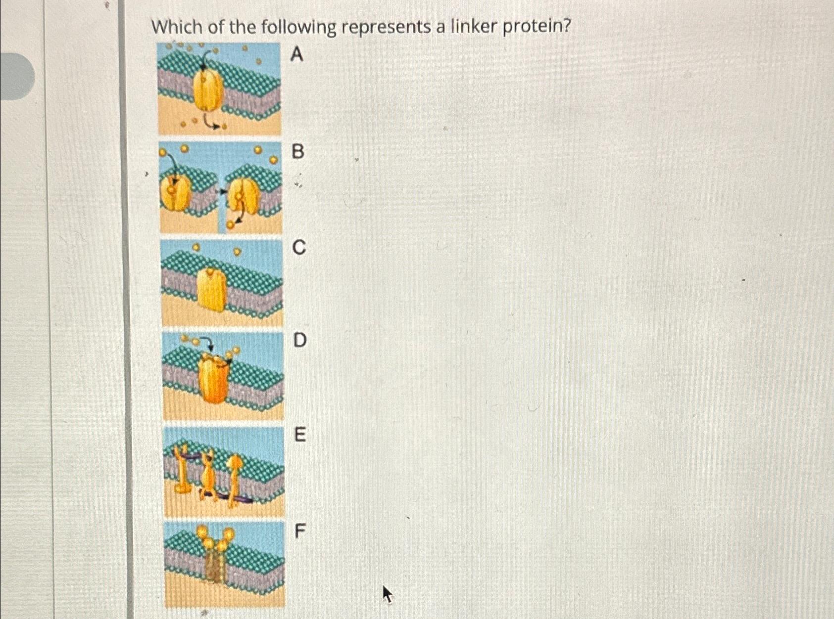 Solved Which of the following represents a linker protein? | Chegg.com