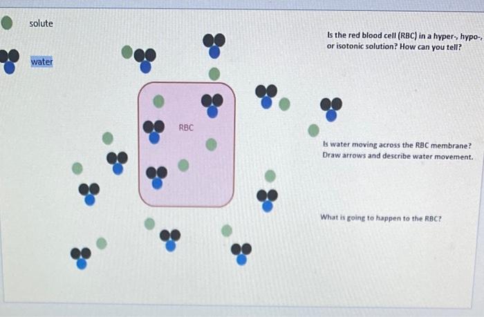 Solved solute Is the red blood cell (RBC) in a hyper, hypo- | Chegg.com