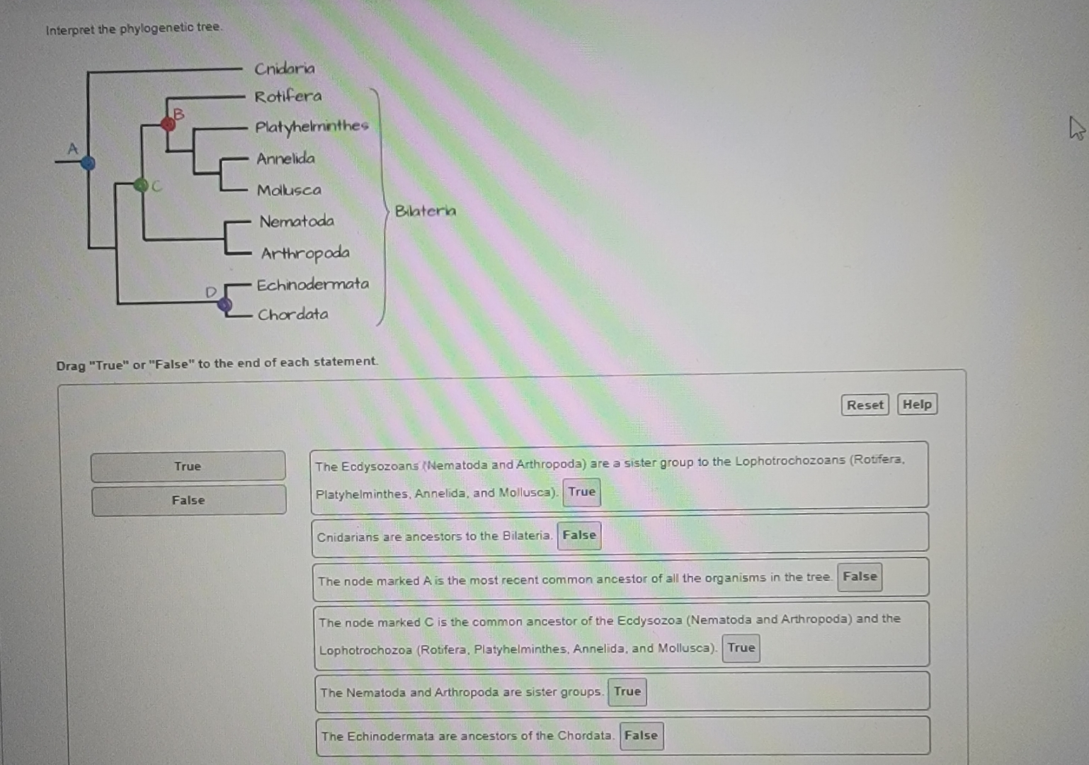 Interpret the phylogenetic tree.Drag "True" or | Chegg.com