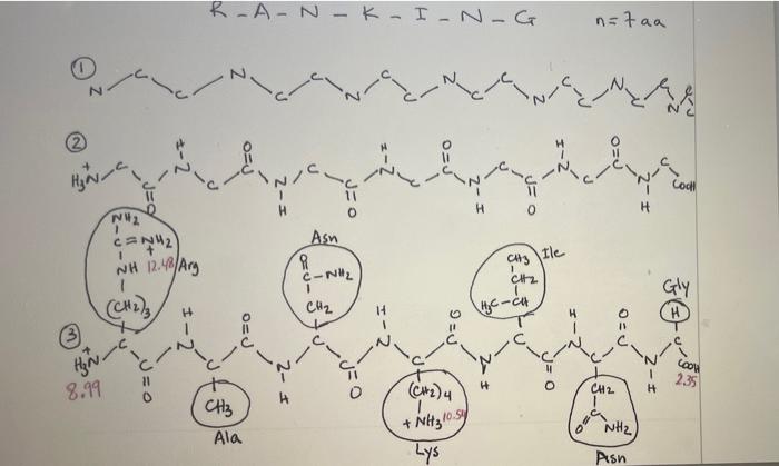 Solved Worksheet on how to draw the structure of a peptide | Chegg.com