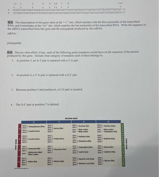 11-3. The transcription of this gene starts at the " | Chegg.com