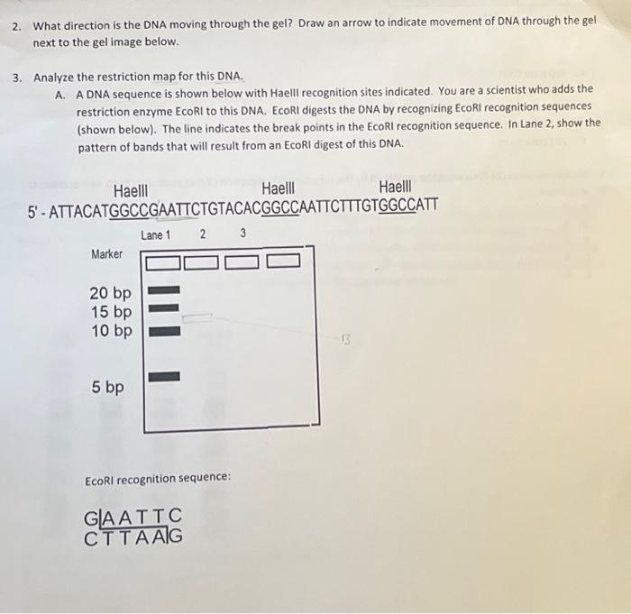 2. What direction is the DNA moving through the gel? | Chegg.com