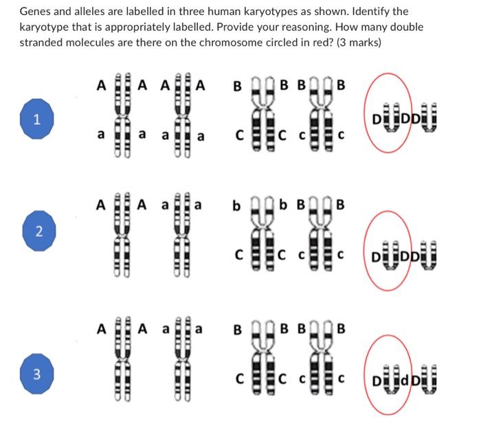 Solved Genes and alleles are labelled in three human | Chegg.com