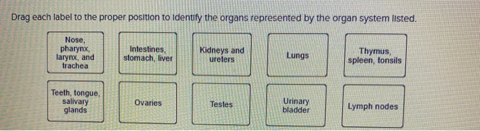 Drag each label to the proper position to identify | Chegg.com