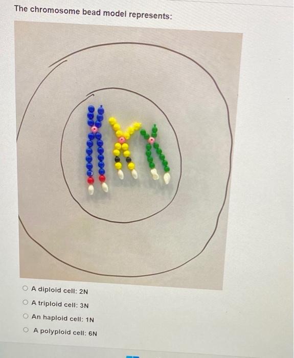 Solved The chromosome bead model represents: A diploid cell: | Chegg.com