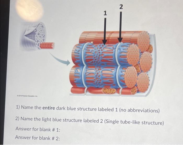 1) Name the entire dark blue structure labeled 1 (no | Chegg.com